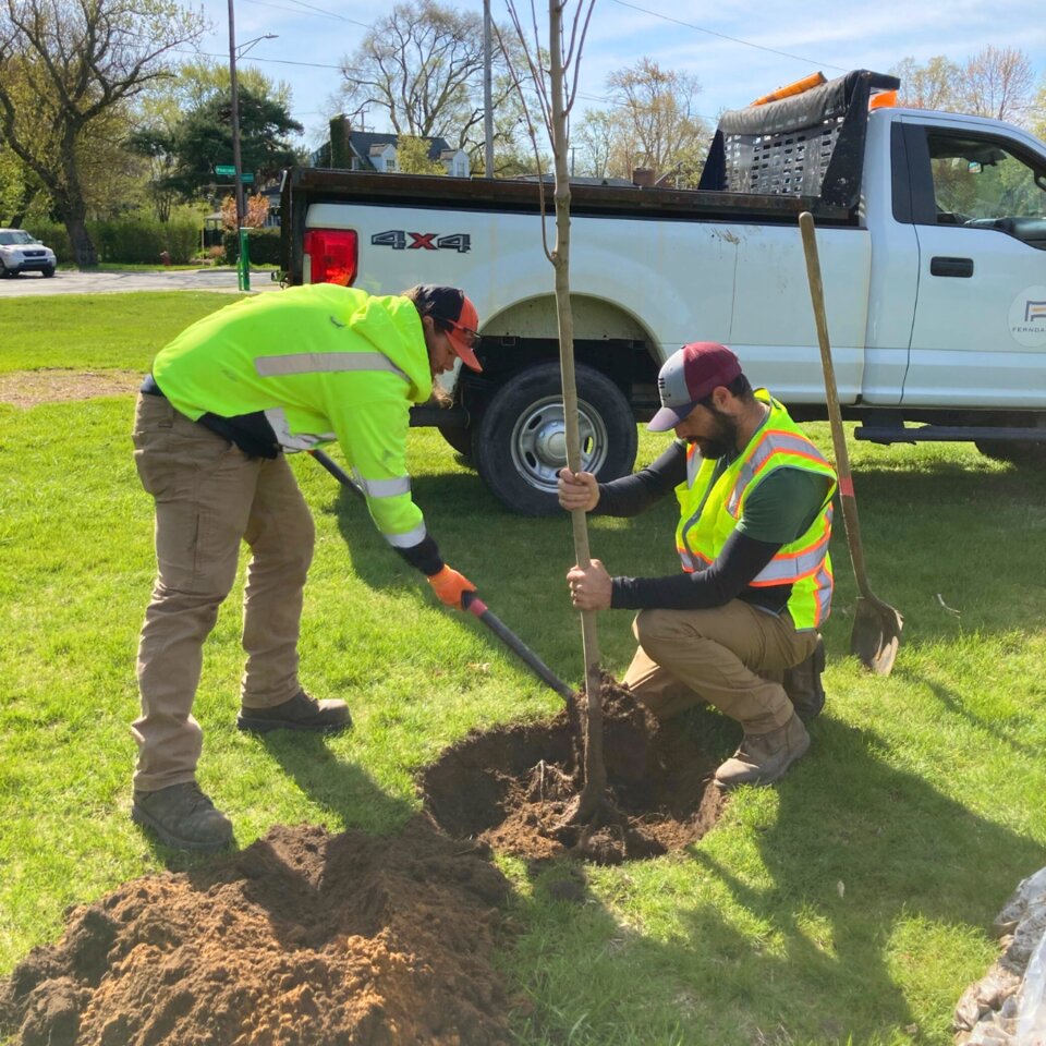 Community Tree Planting Program - News - Ferndale